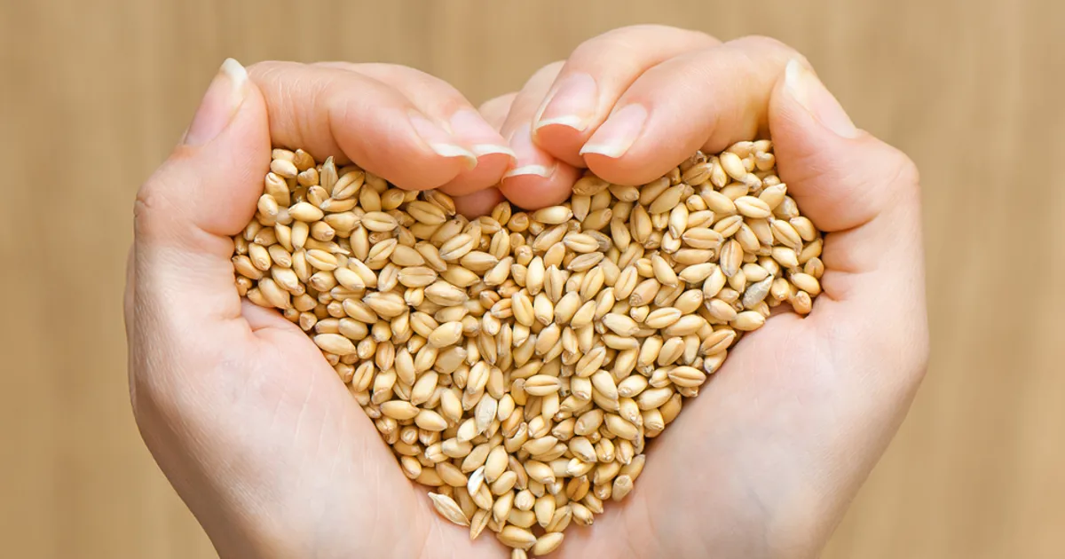 Incredible Health Benefits of Barley - ActiveBeat - Your Daily Dose of Health Headlines