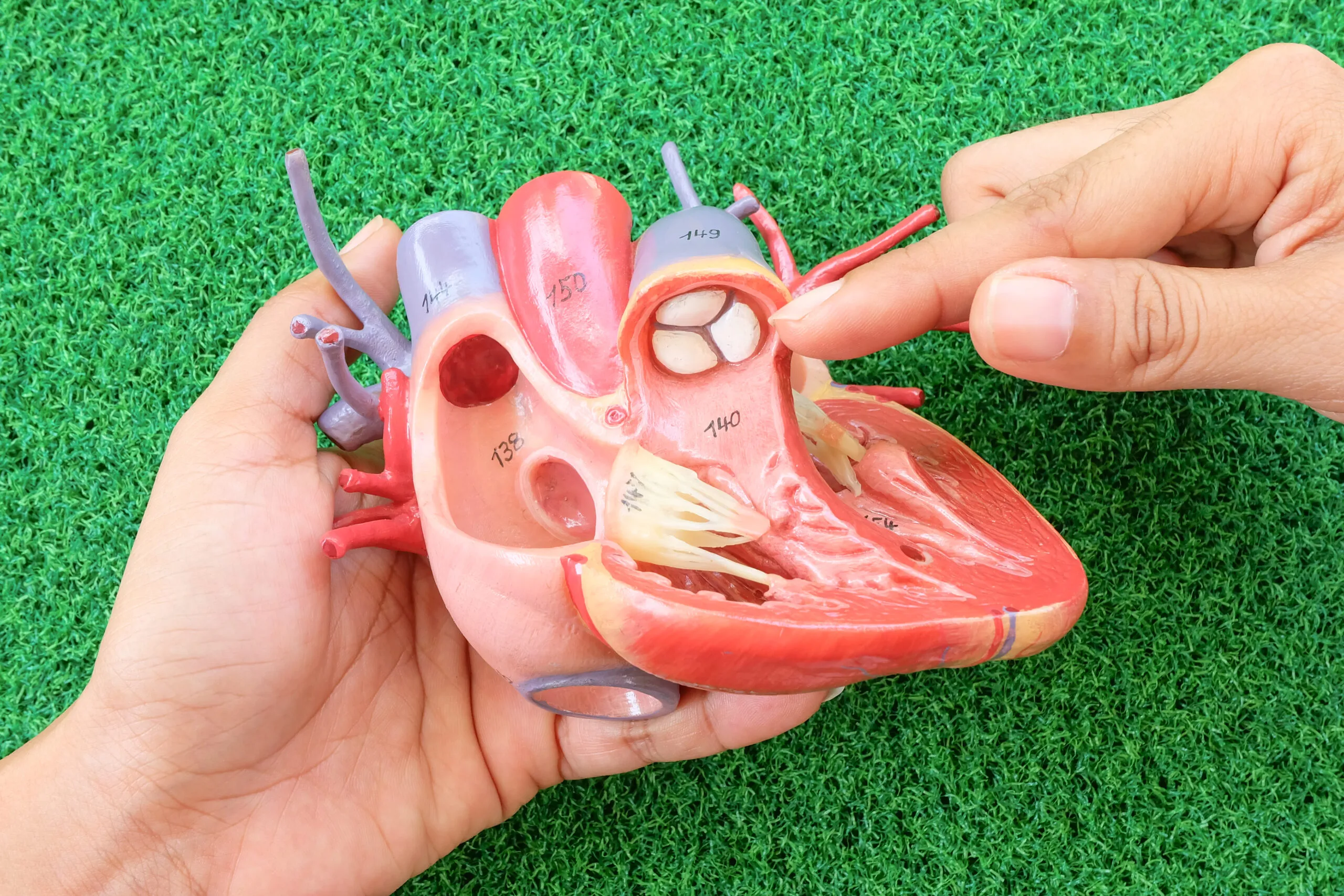 Heart Valve Disease Symptoms Causes And Treatment ActiveBeat