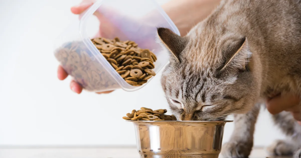 Common Mistakes to Avoid When Feeding Your Cat - ActiveBeat - Your ...