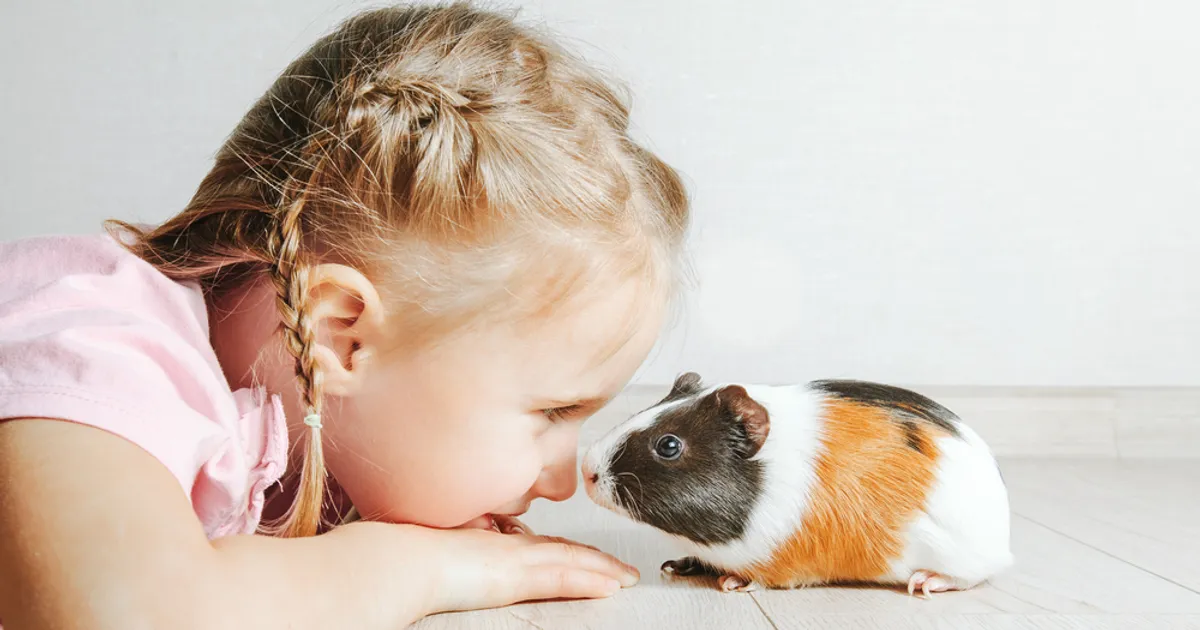 Animals That Make Good House Pets - ActiveBeat - Your Daily Dose of ...